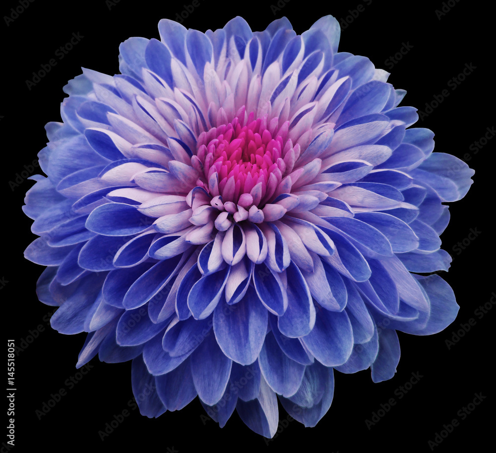 blue flower chrysanthemum, black isolated background with clipping path ...