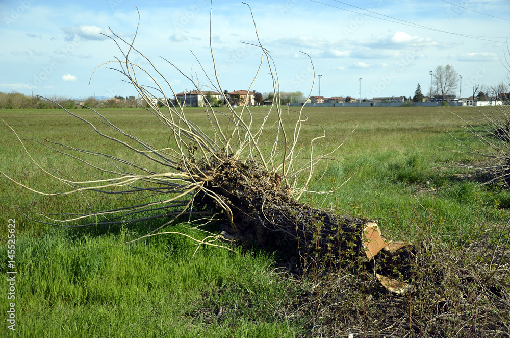 Morus Morâr Mulberry Morušovník Murva Morar φυτό Gelso Mûrier نبات ...