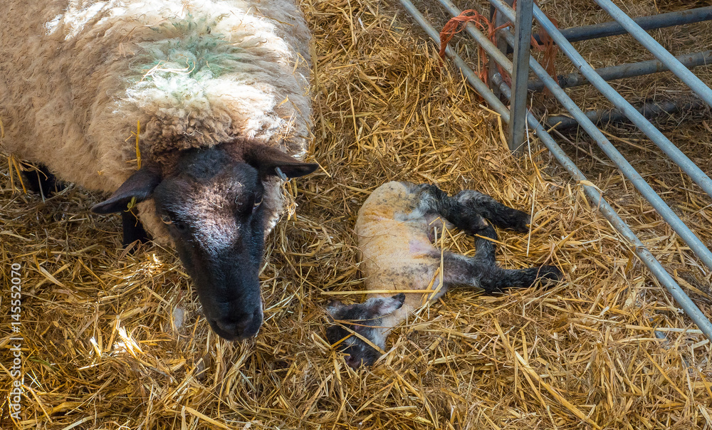 Sheep ewe licks her lamb after giving birth in order to claim it as her ...
