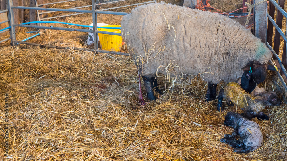 Foto de Sheep ewe licks her lamb after giving birth in order to claim ...
