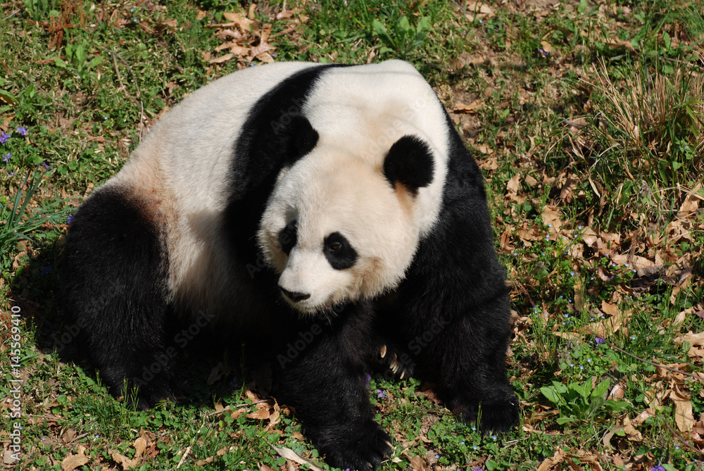 Pandas Sitting Together Cute