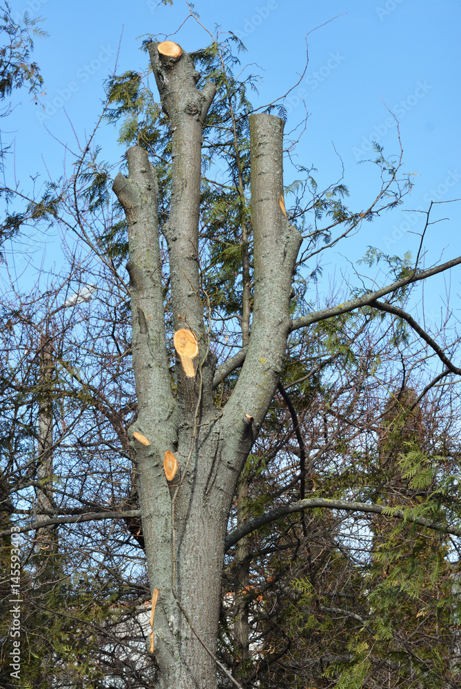 Very bad tree pruning. Common Pruning Mistake. Cutting tree branches ...