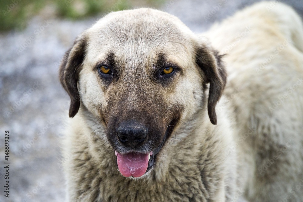 Portrait dog-head pictures, cute dog-look pictures, dog pictures ...