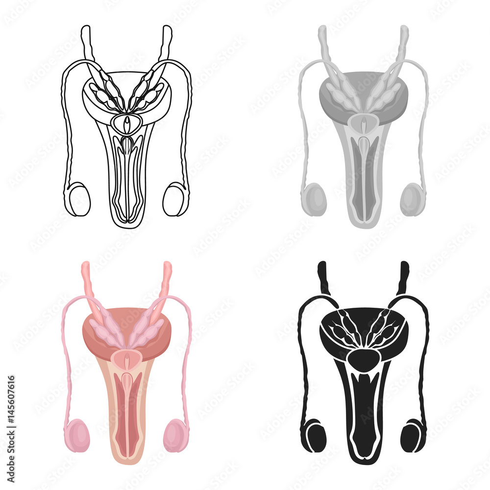 Male Reproductive System Icon In Cartoon Style Isolated On White Background Organs Symbol Stock