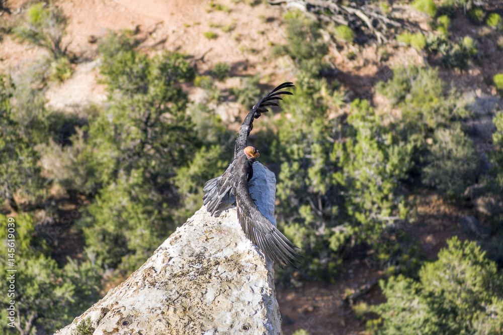 vulture in the Great Canyon near Maricopa Point, they carry a homing ...