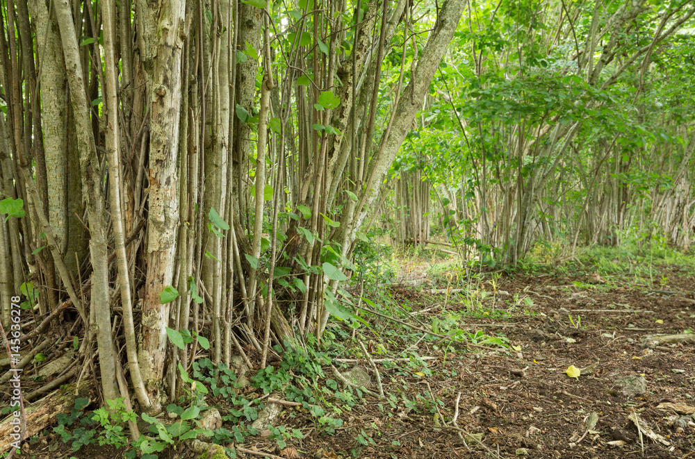 Hazel trees with living and dry wood, this kind of environment is ...