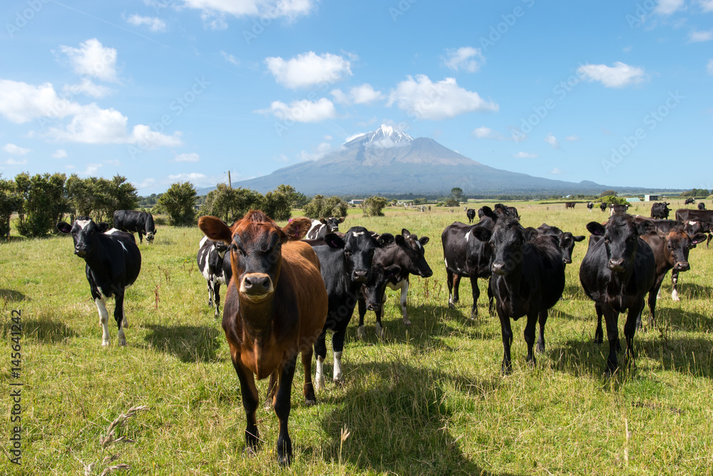 New Zealand Mount Taranaki, Curious looking cow's with a volcano in the ...