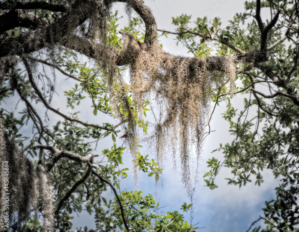 Spanish Moss Oak Tree