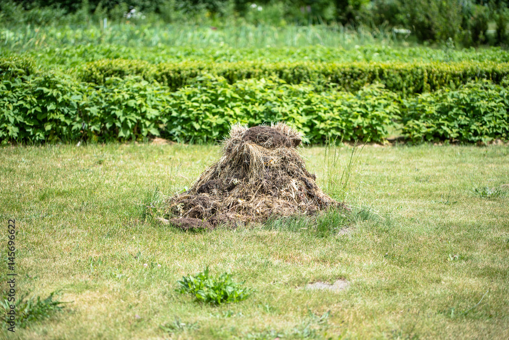 Stack of compost in the garden. Animal dung and straw used for ...