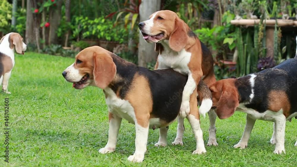 purebred beagle dog are now receptive in mating, dog breeding Stock Video | Adobe Stock