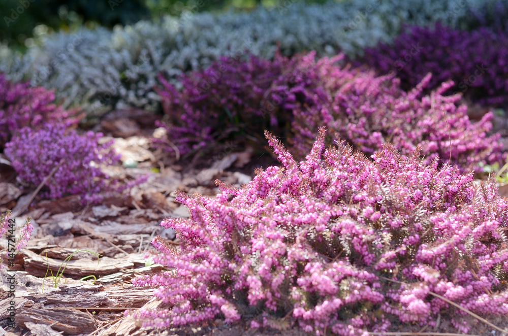 Beautiful purple heather cover in a Filled with of spring sunlight ...