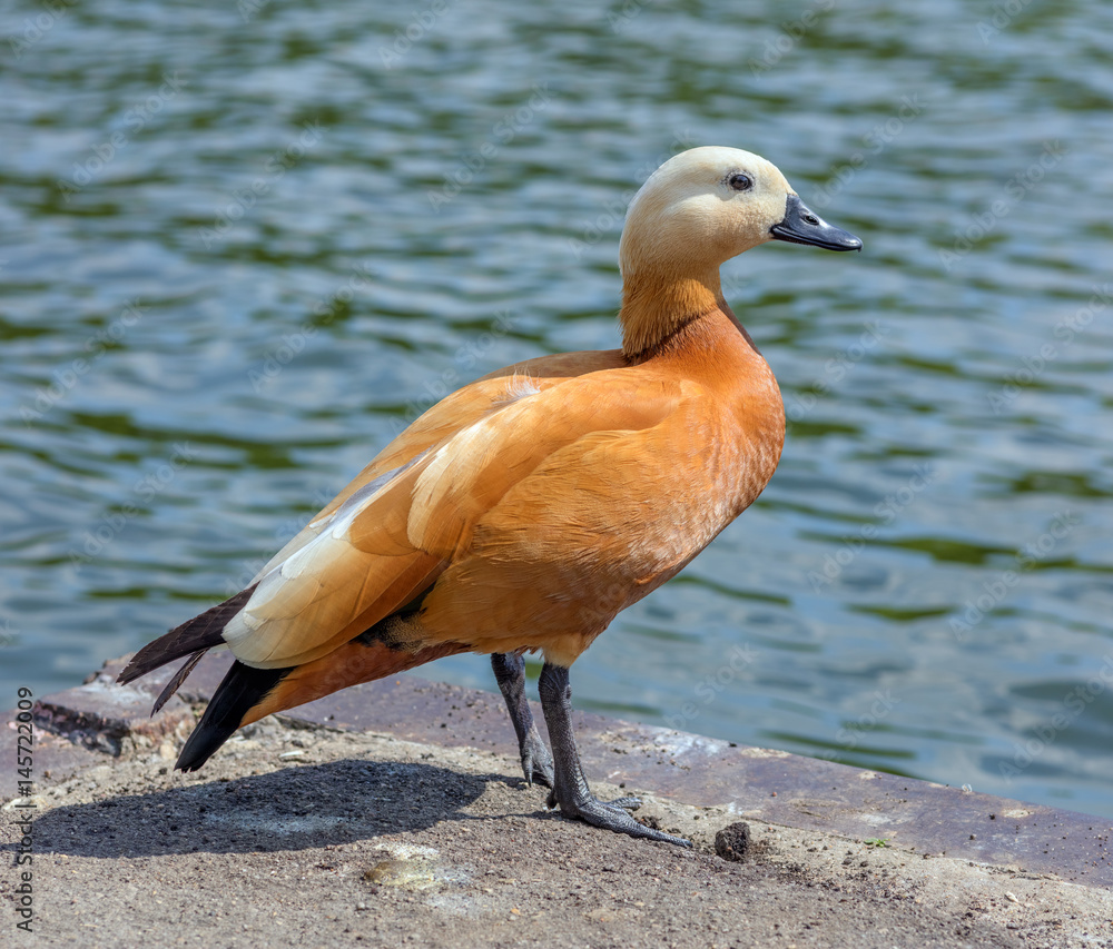 Ruddy shelduck also named Brahminy duck or chakravaka (Tadorna ...