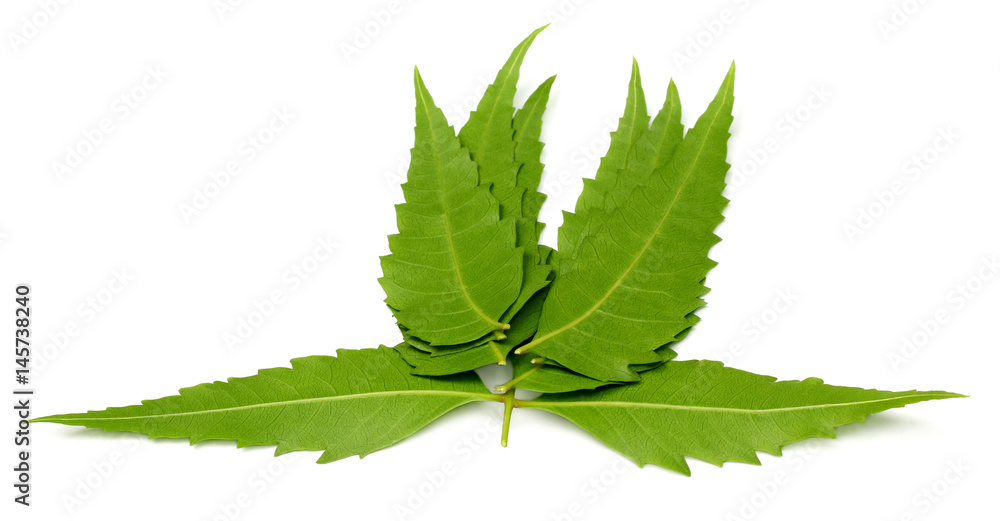 Herbal Neem leaf Stock Photo | Adobe Stock