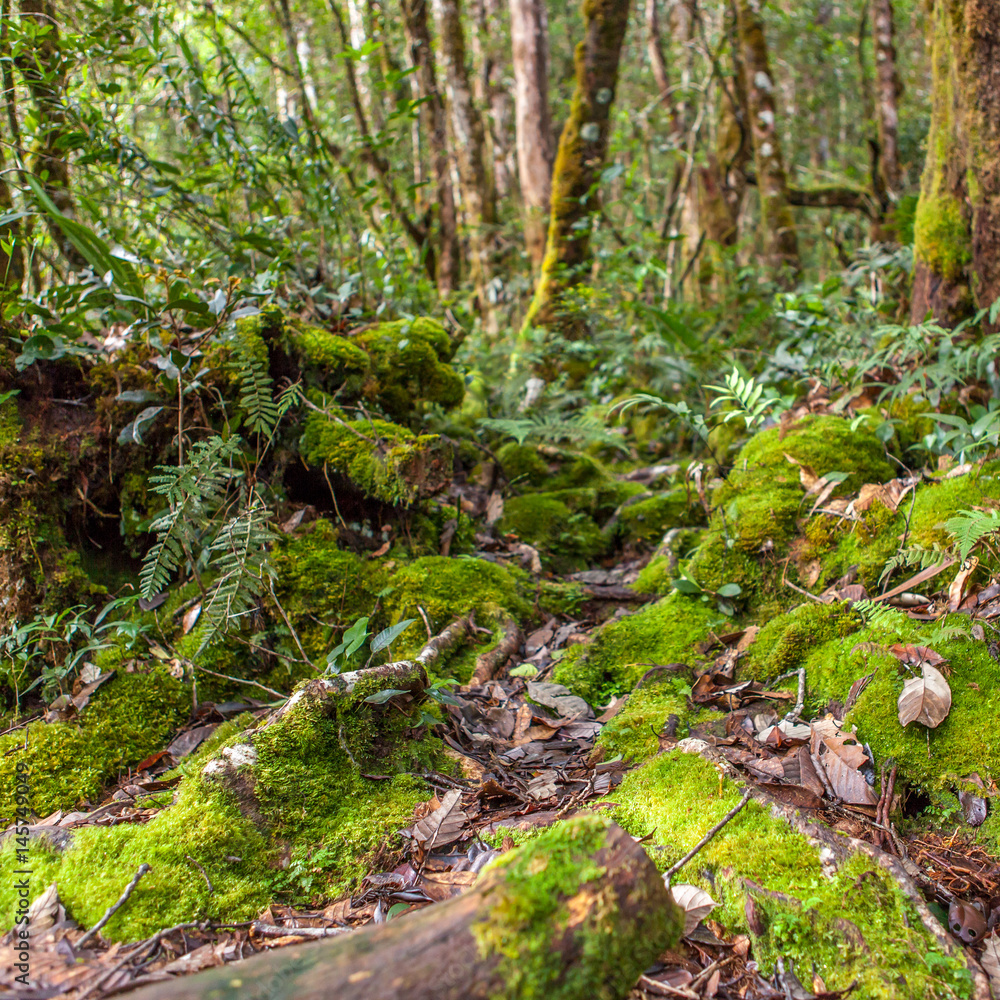 Wild outdoor jungle trail. Rainforest scenery with green moss, ferns ...