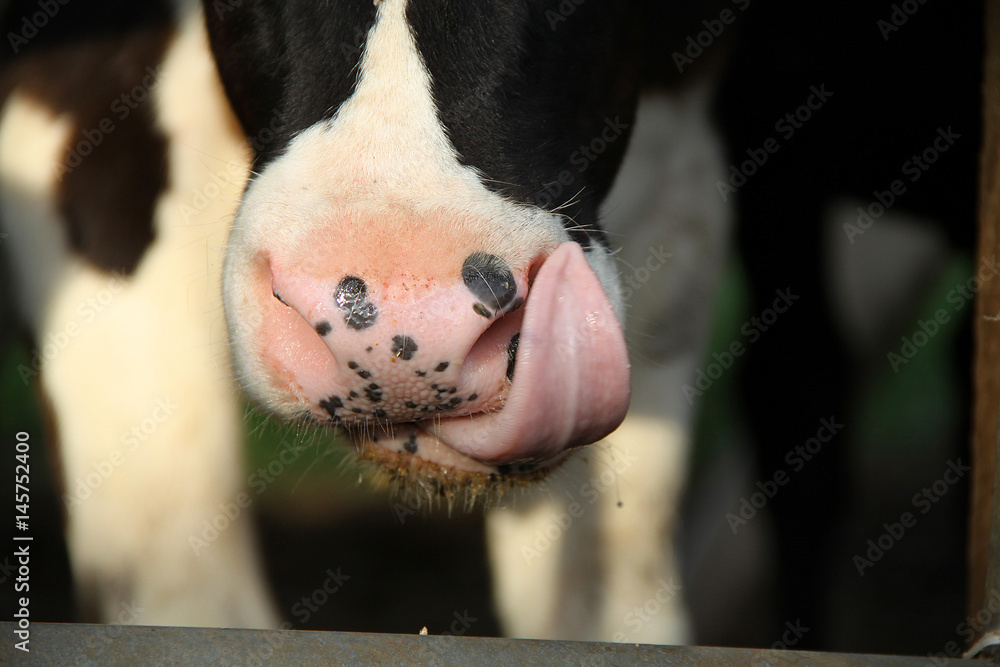 calf nose and tongue in dairy farm Stock Photo | Adobe Stock
