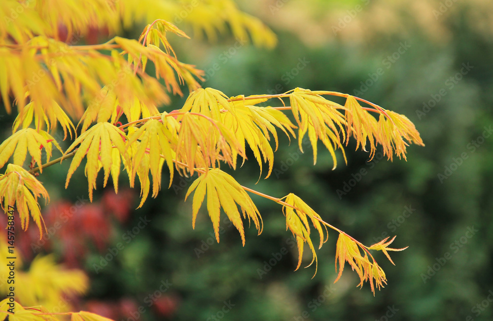 twigs of Japanese maple (Acer palmatum) with yellow leaves Stock Photo ...
