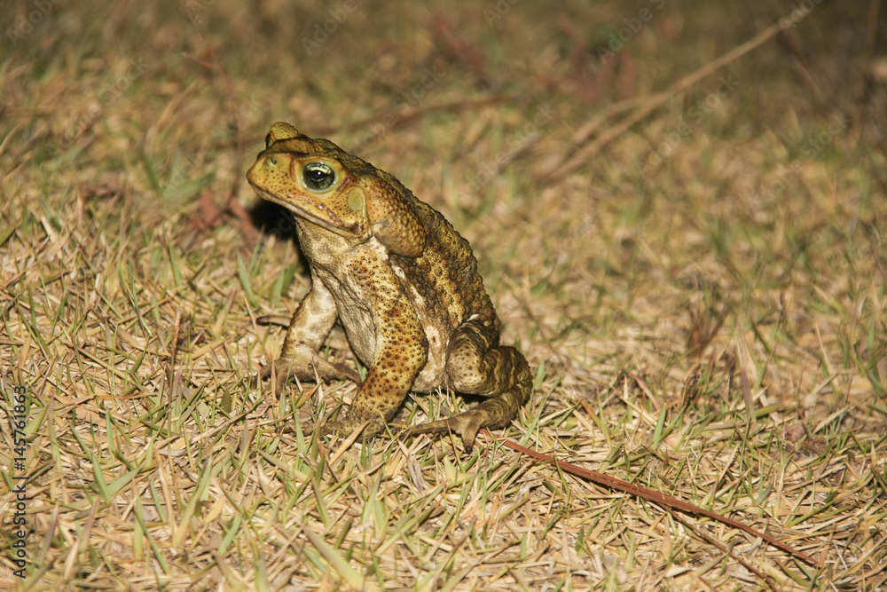 o Sapo curioso Stock Photo | Adobe Stock