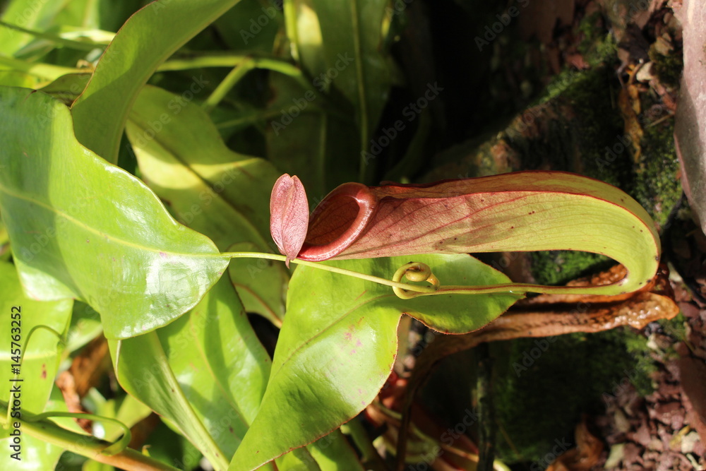 Carnivorous "Common Swamp Pitcher Plant" in St. Gallen, Switzerland ...