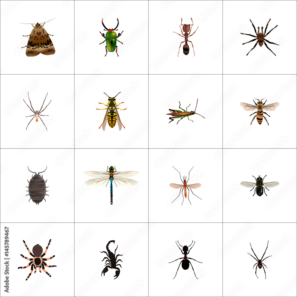 Realistic Butterfly, Midge, Damselfly And Other Vector Elements. Set Of ...