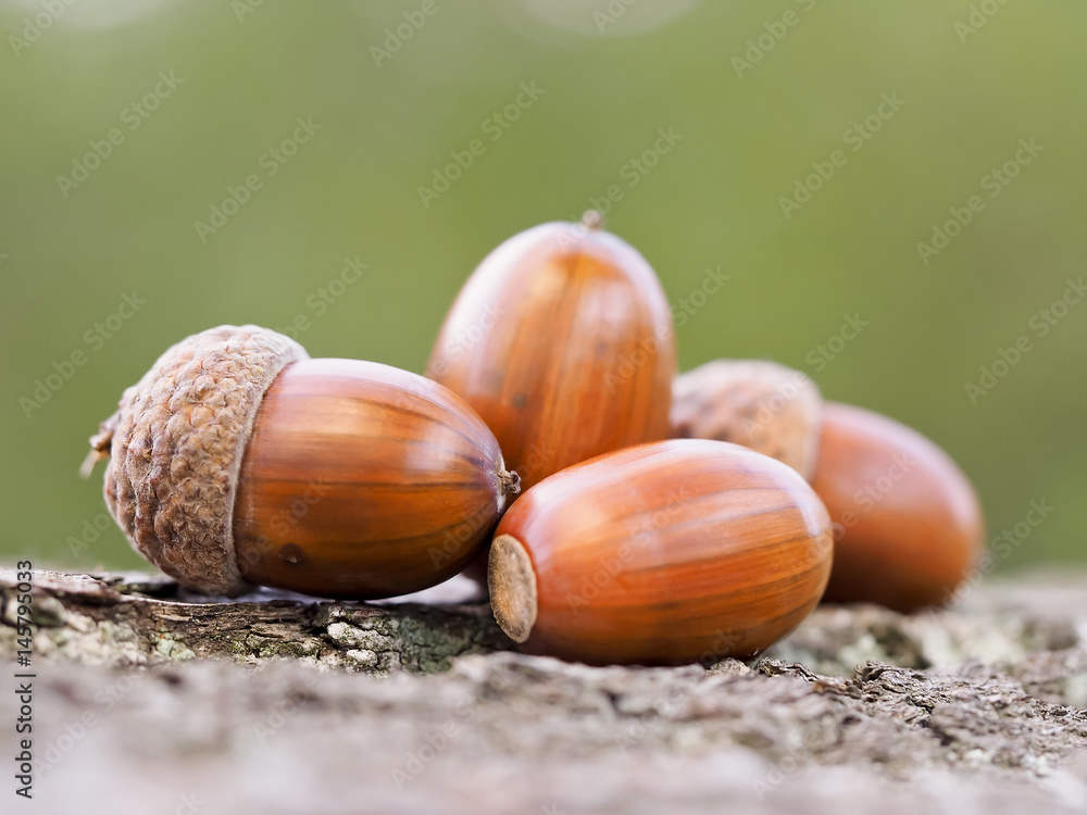 Acorn from chestnut oak Stock-Foto | Adobe Stock