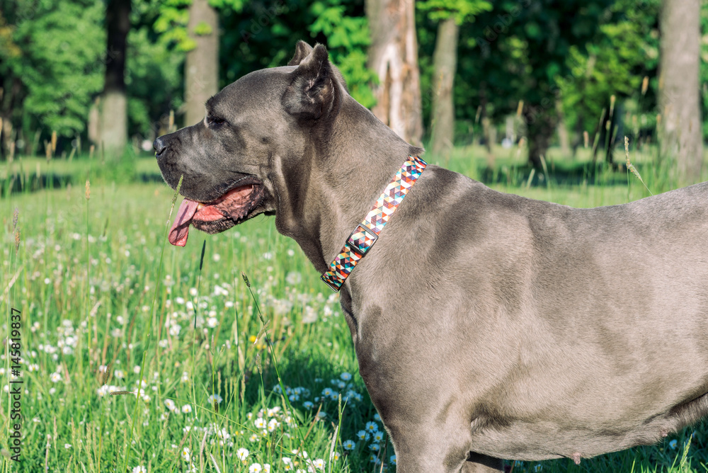 Silver cane corso outdoor Stock Photo | Adobe Stock