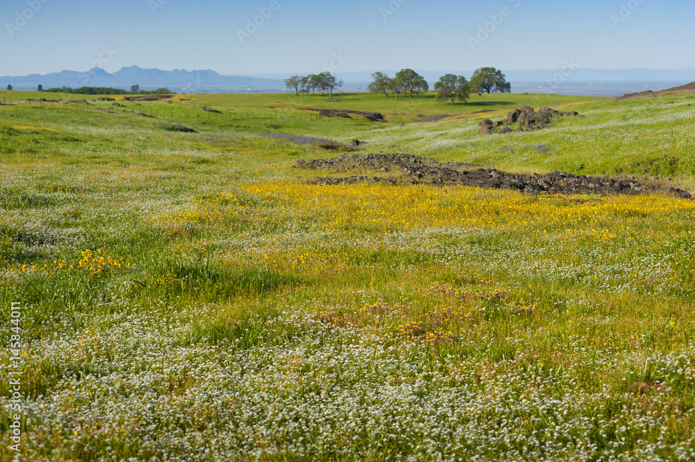 North Table Mountain Ecological Reserve, Oroville, California. An ...