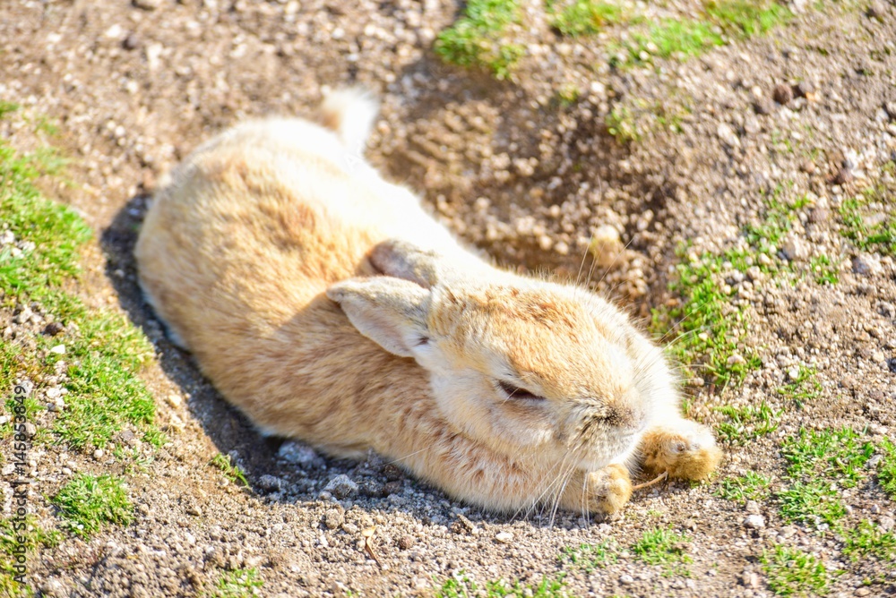 Wild Bunny Lying Down on a Ground in Okunoshima Island, or Rabbit ...