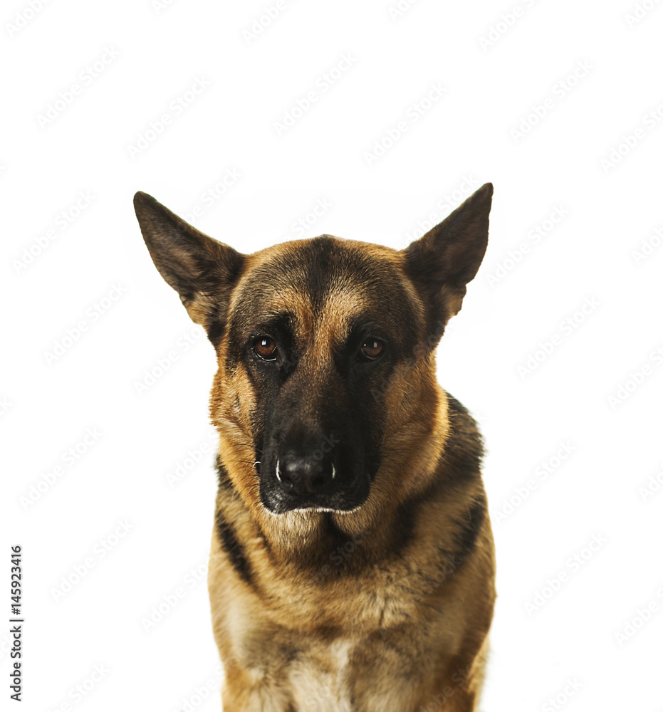 German Shepherd Sad