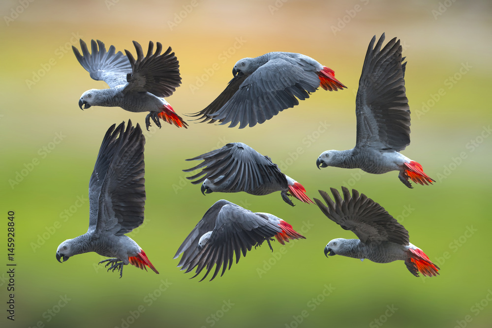 Bird, African grey parrot flying on green background Stock Photo ...