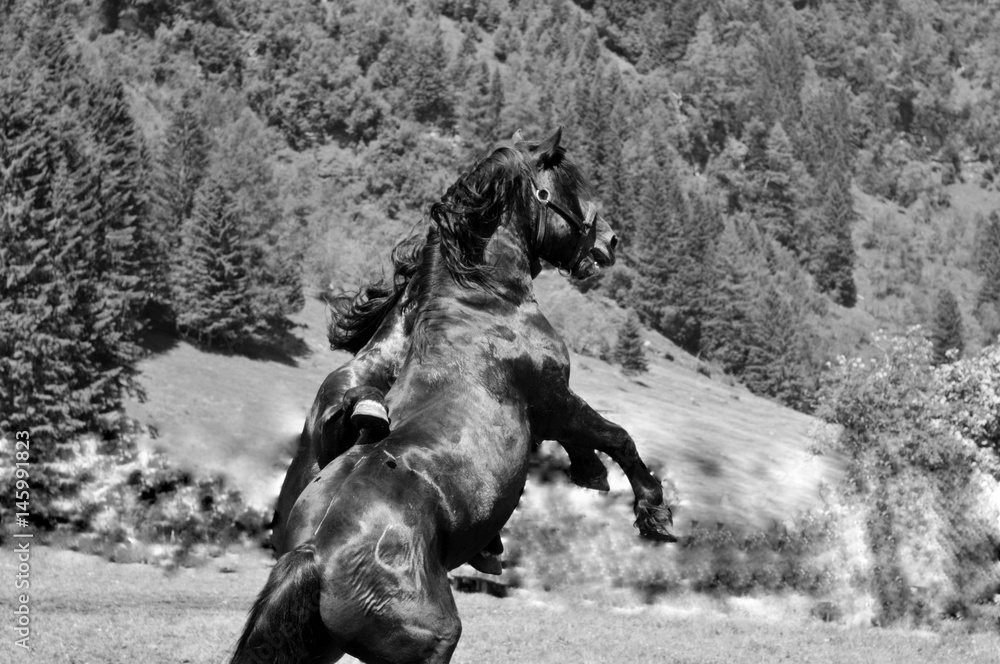 no limits, two black stallions fighting, black and white picture Stock ...