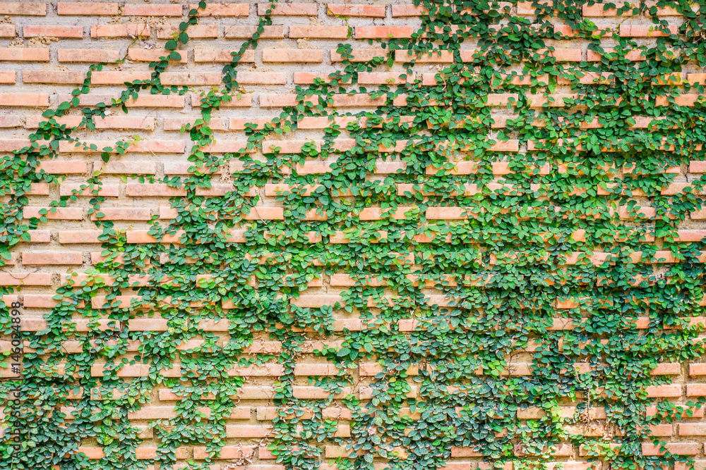 Ficus pumila on brick wall. The plant is also called creeping or ...
