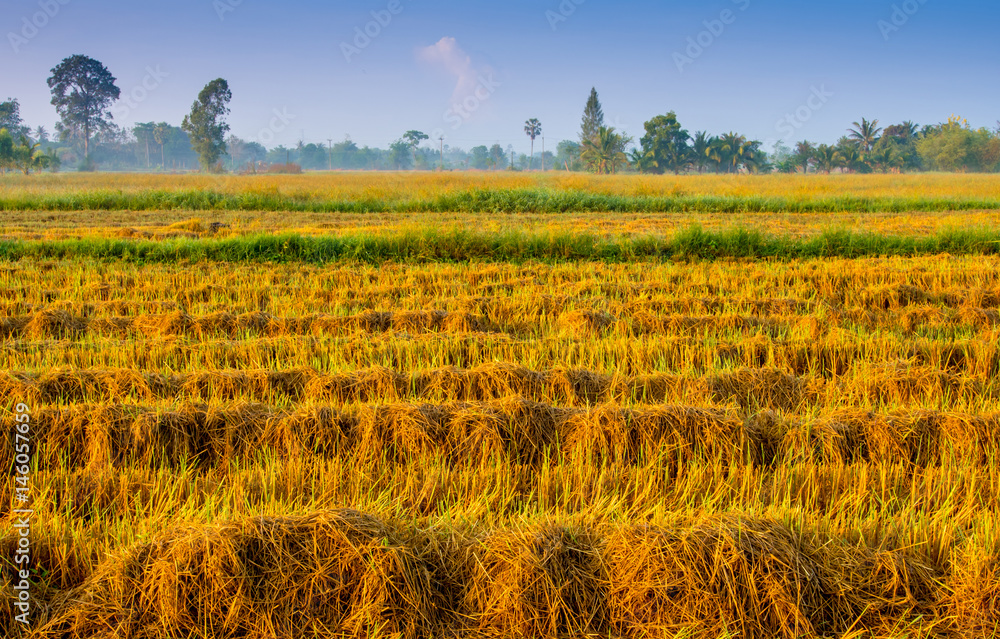 Fields Of Color Harvest Images