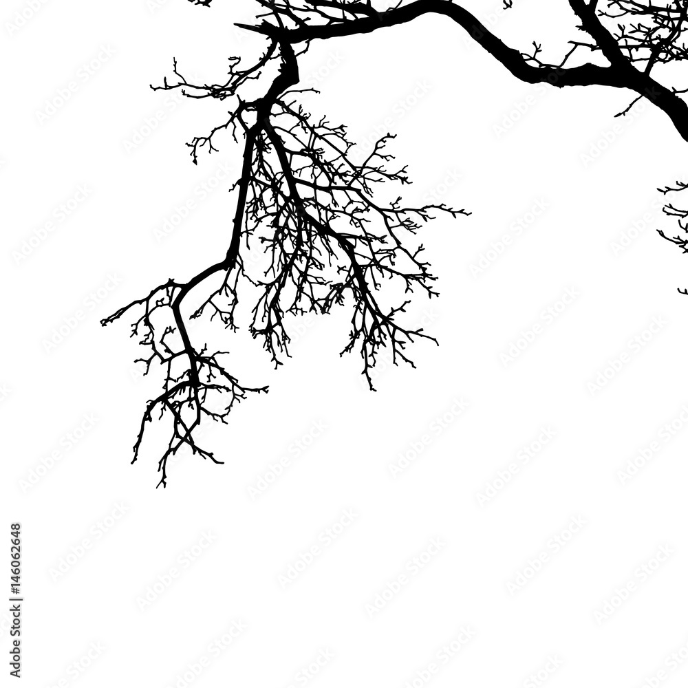Realistic tree branch silhouette (Vector illustration). Stock Vector ...