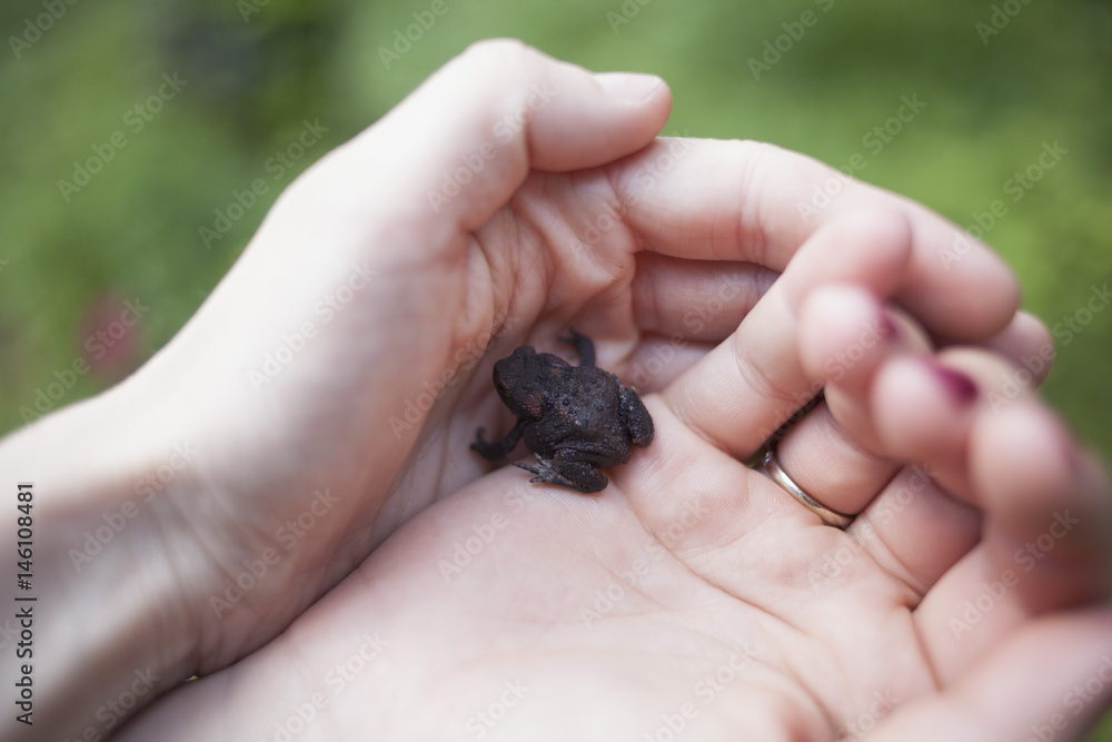 Foto Stock Cropped image of woman's hands holding frog outdoors | Adobe ...