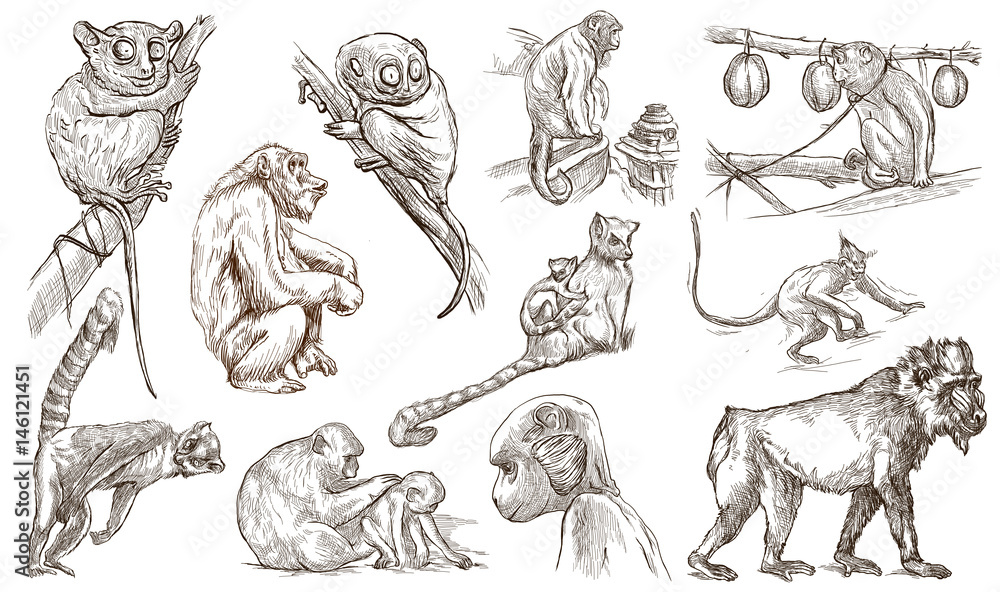 Animals around the World. Monkeys and Apes. An hand drawn full sized ...