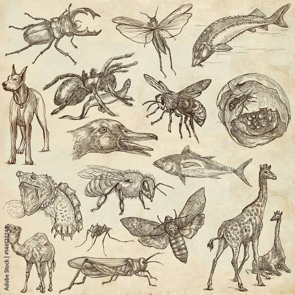 Animals around the World - An hand drawn full sized pack. Hand drawings ...