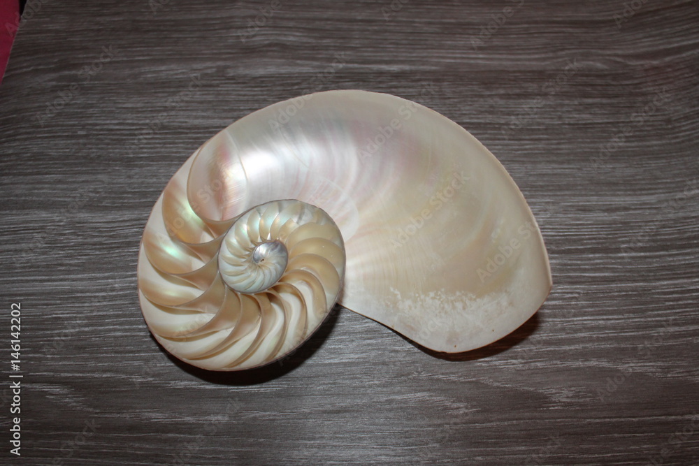 nautilus shell symmetry Fibonacci half cross section spiral golden ...