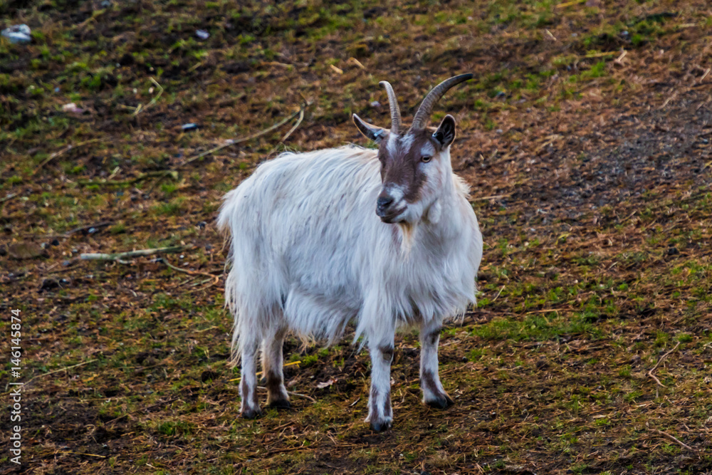 White brown goat with fluffy fur in nature foto de Stock | Adobe Stock