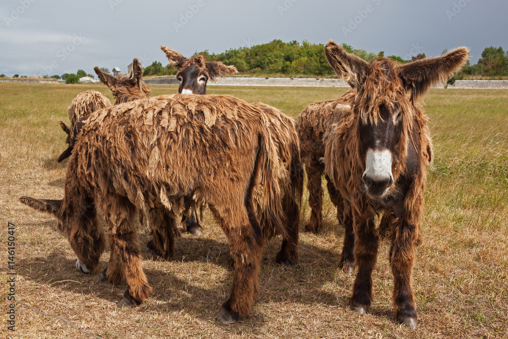 Famous domestic long-haired donkeys of island Ile de Re grazes on dry ...
