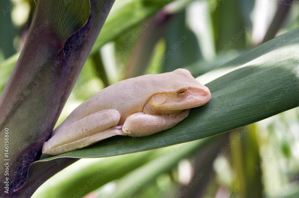 True tree frog sighted in remnant of Atlantic Rainforest Stock Photo ...