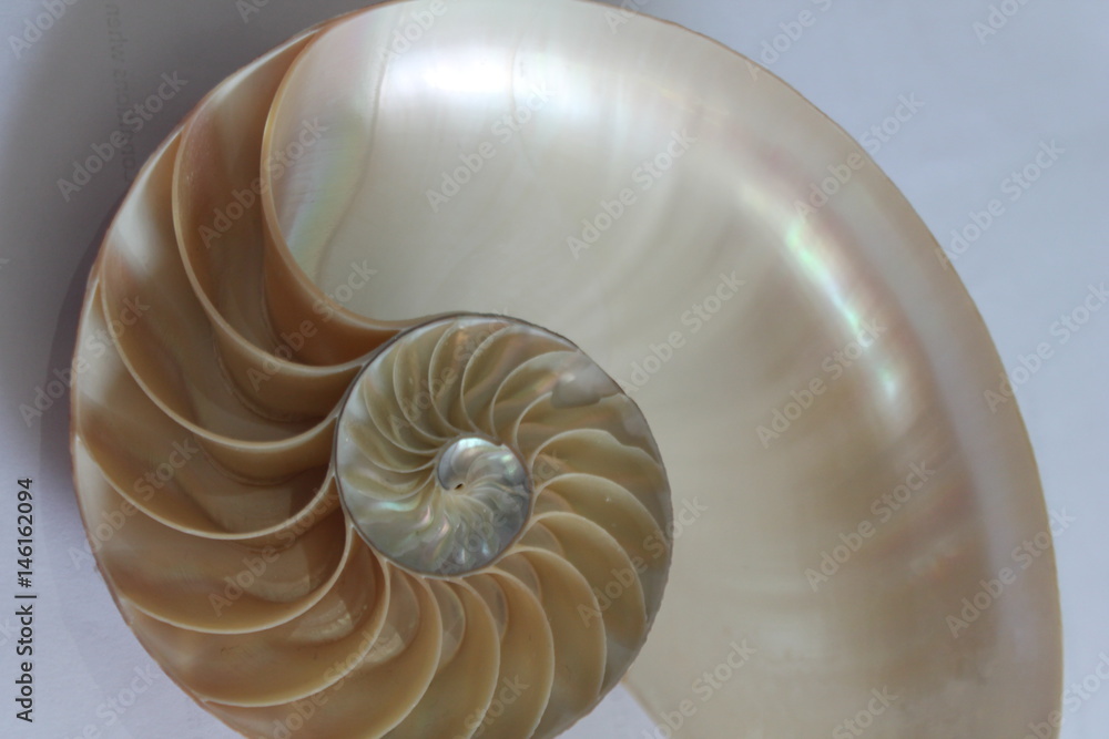 nautilus shell symmetry Fibonacci half cross section spiral golden ...