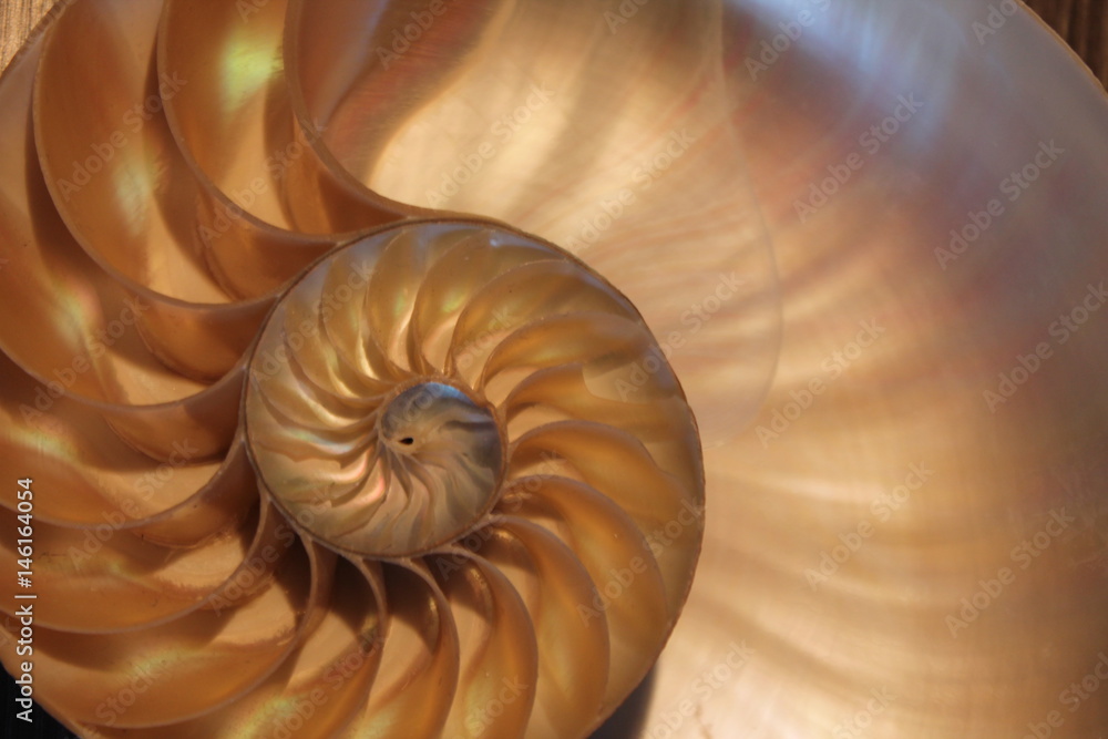 nautilus shell cross section spiral symmetry Fibonacci half golden ...