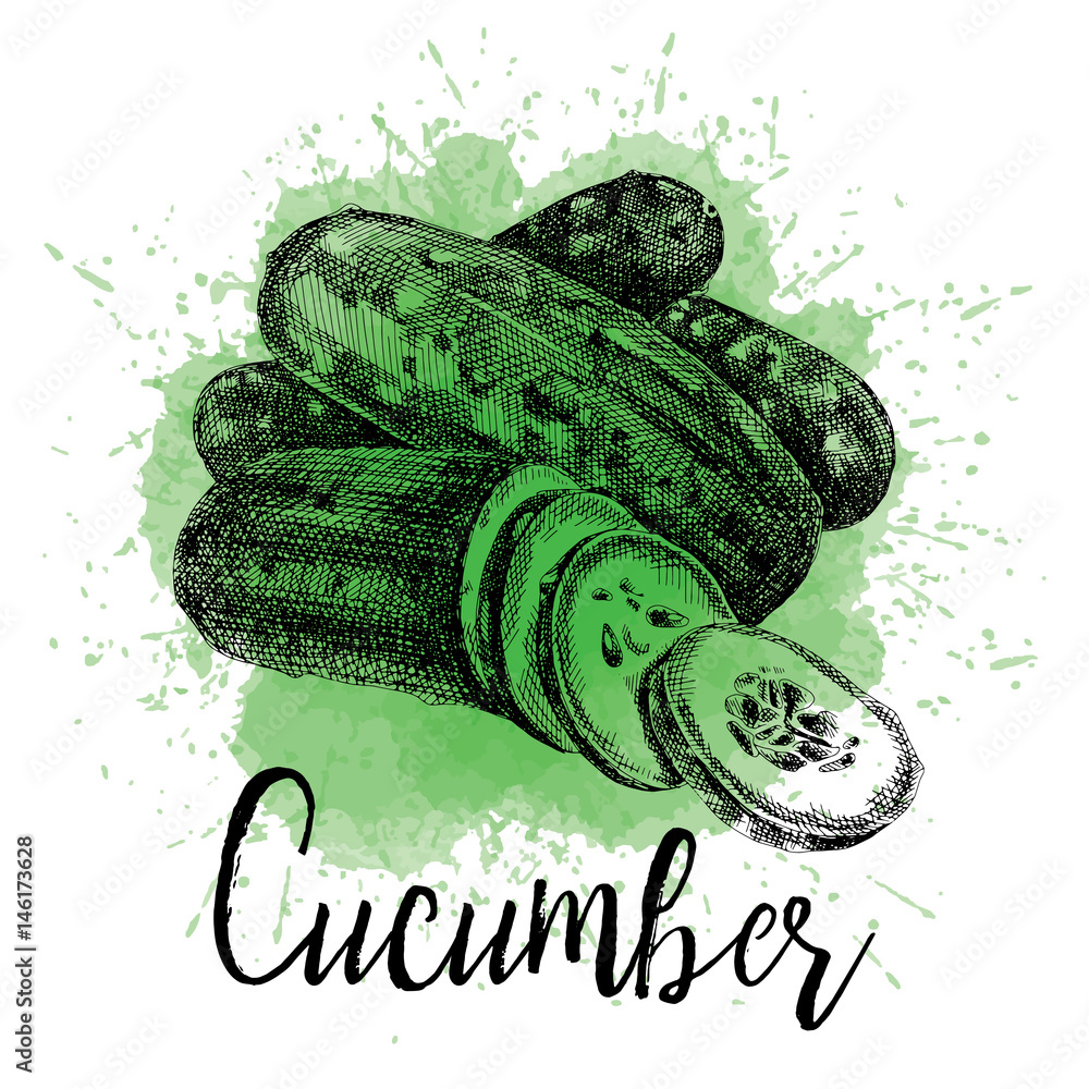 Vector illustration of a cucumber in hand drawn graphics depicted on a ...