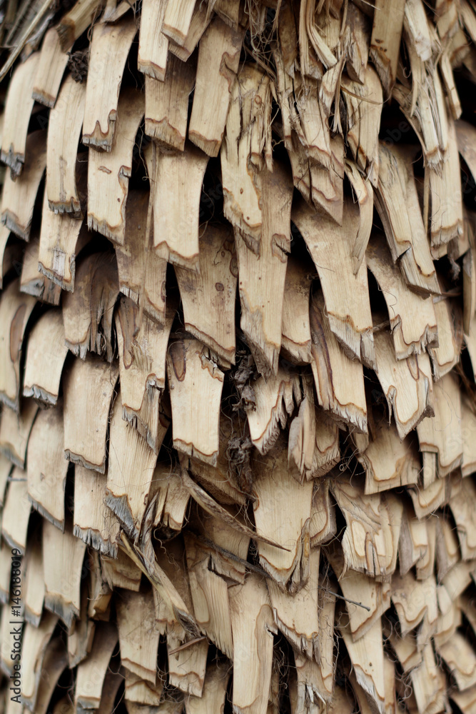 textura de palma color café Stock Photo | Adobe Stock