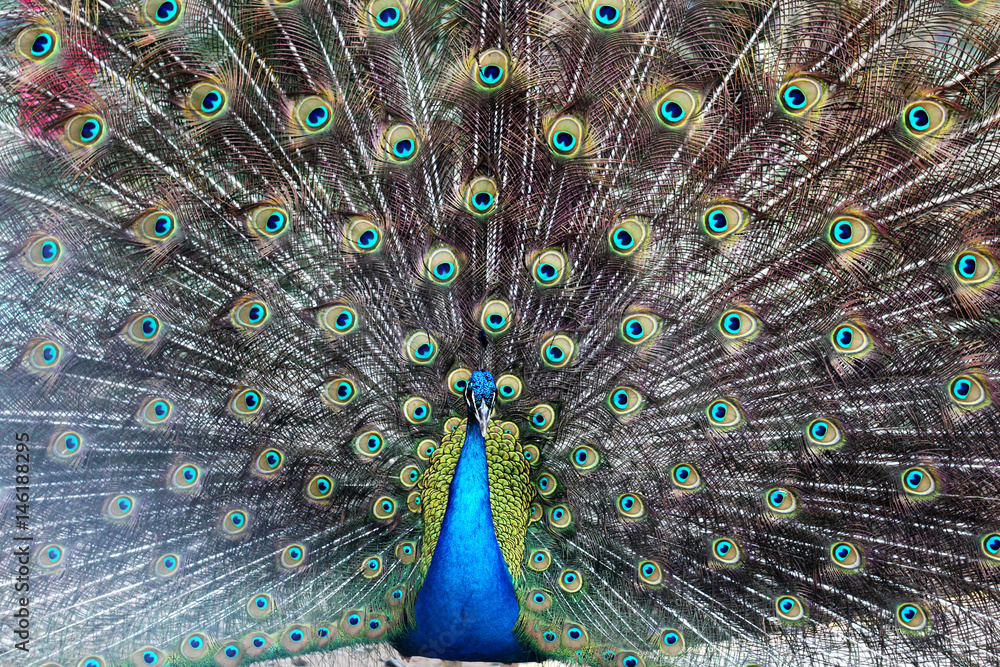 Pavo Real Azul