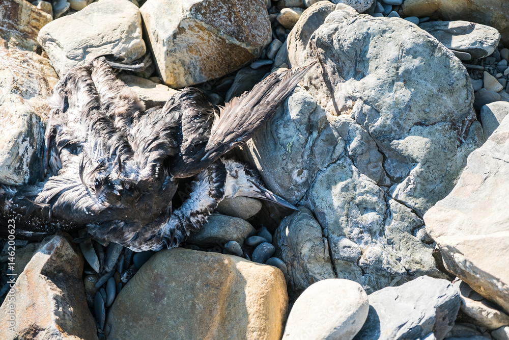 The corpse of a bird on the seaside on the rocks Stock Photo | Adobe Stock