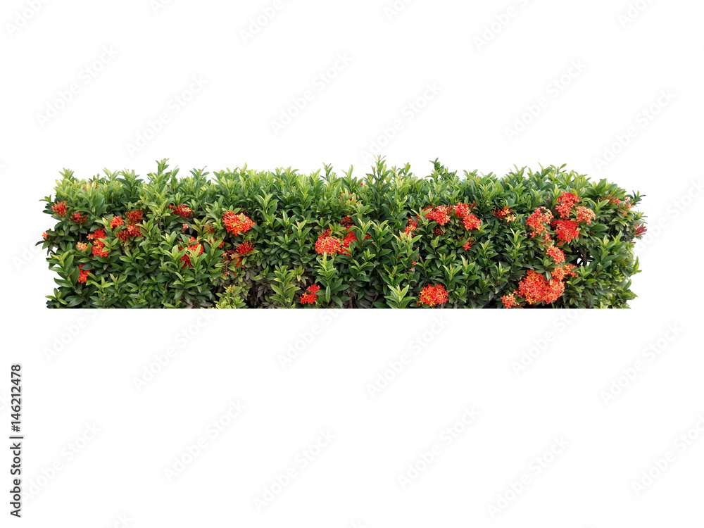 flower bush tree isolated white background Stock Photo | Adobe Stock