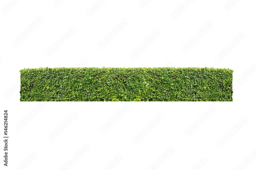 shrubbery bush tree isolated white background Stock Photo | Adobe Stock