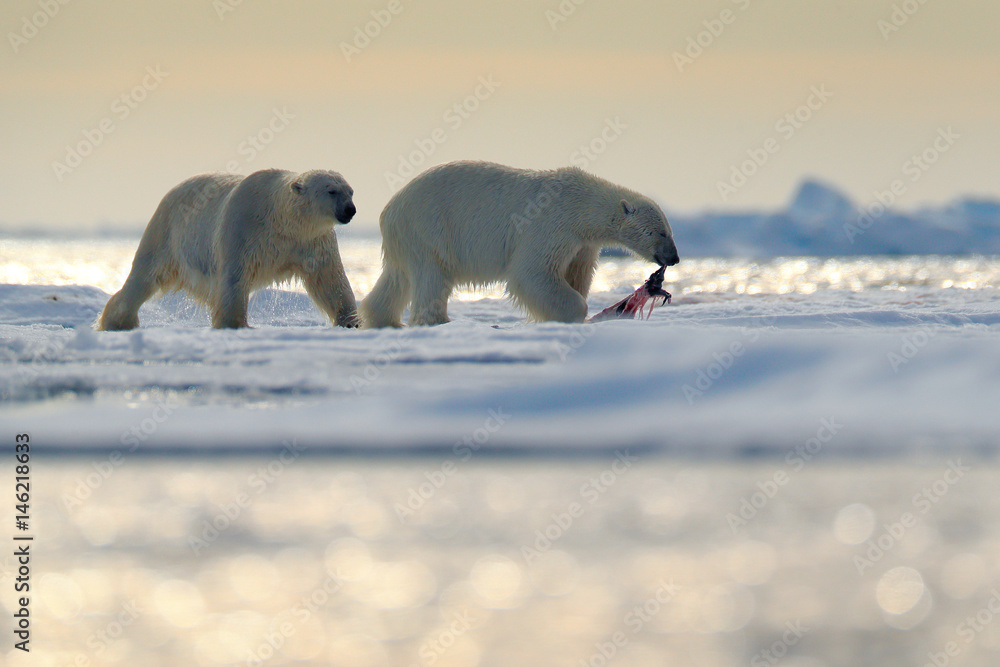 Pair polar bears with seal pelt after feeding carcass on drift ice with ...
