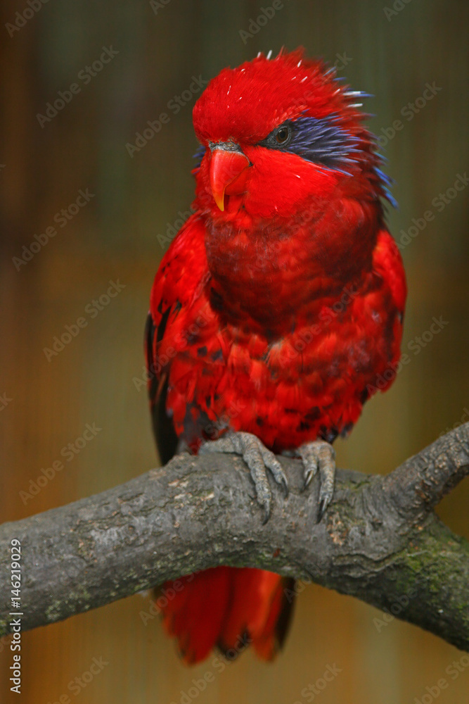 Blue-streaked lory, Eos reticulata, blue-necked lory, colourful parrot ...